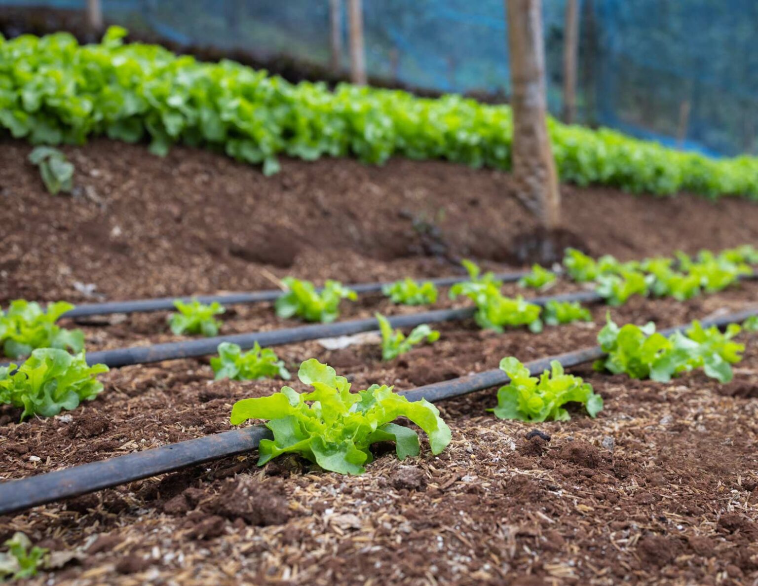 Regasa - Innovative Agricultural Solutions Worldwide - REGASA