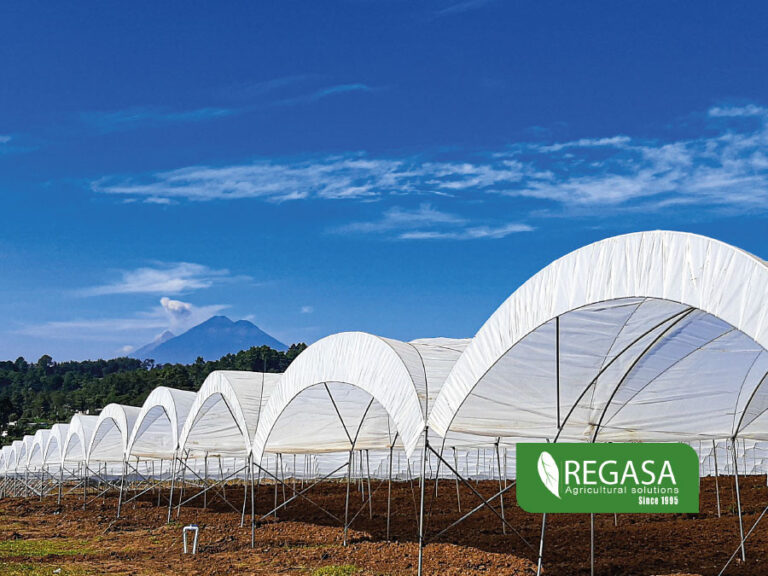 Multi-Tunnel Greenhouses | Enhanced Crop Protection | Regasa Agriculture SolutionsMulti-Tunnels ...